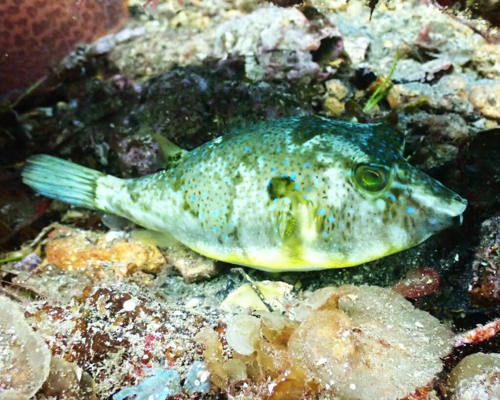 Bluespotted Toadfish from Busselton, WA, Australia on January 26, 2023 ...