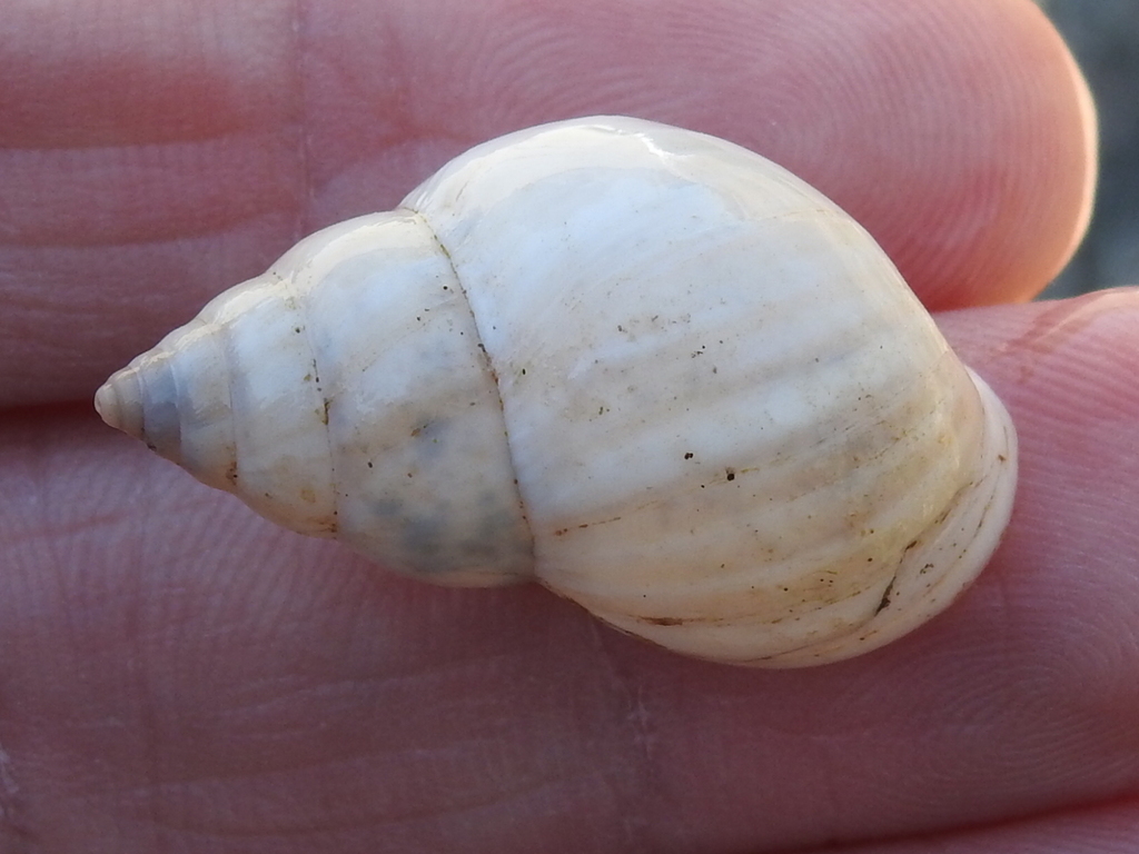 Prairie Rabdotus from Cedar Hill, TX, USA on February 03, 2023 at 01:08 ...