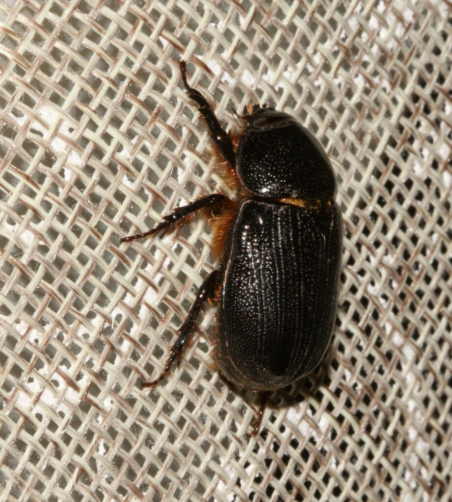 Ligyrus relictus from Pabos, 17 rue Baie-Bleue Le Rocher-Percé, QC ...