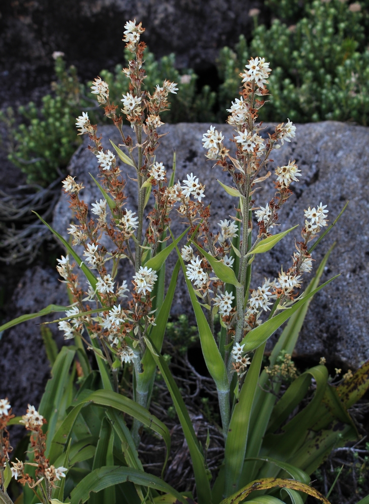 Milligania densiflora from Mount Ossa Cradle Mountain TAS 7306 ...