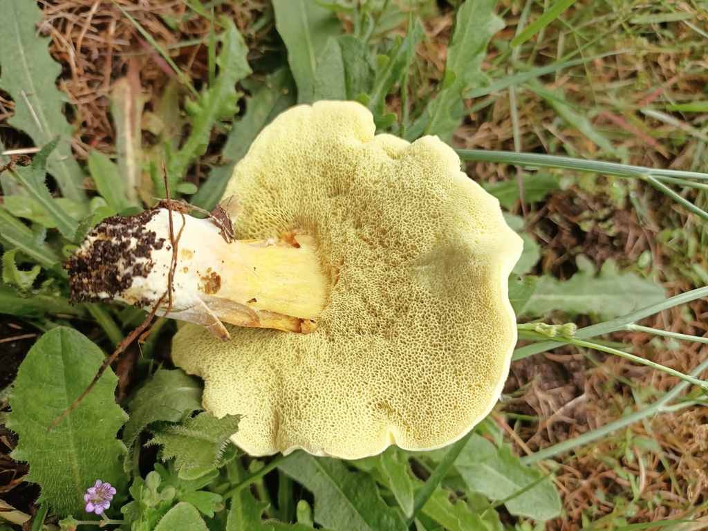 boletes from Opp 842 River Rd, Chartwell, Hamilton 3210, New Zealand on ...