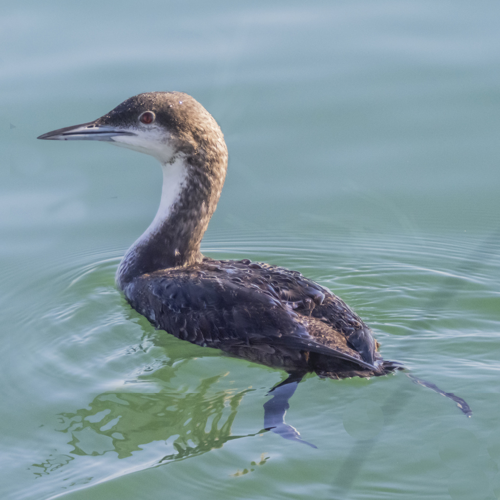 Pacific Loon from Hillsborough County, FL, USA on February 1, 2023 at ...