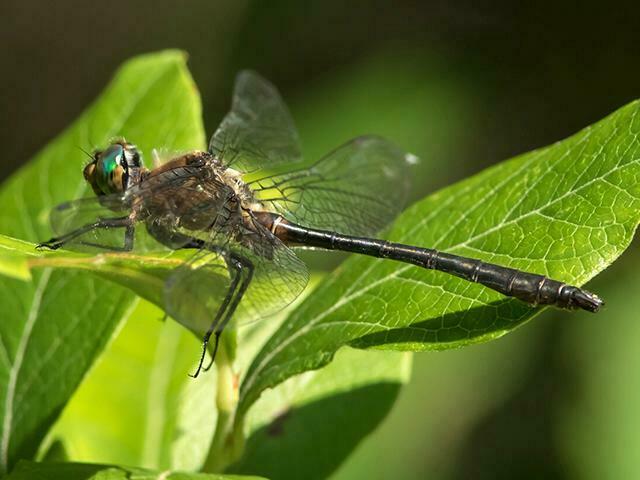 American Emerald from Bear Mountain, Tomkins Cove, NY 10986, USA on ...