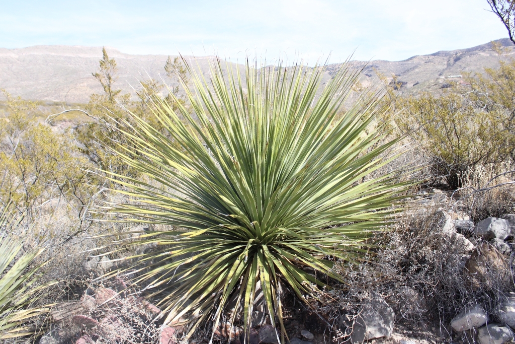 Wheeler sotol from Otero County, US-NM, US on February 3, 2023 at 12:30 ...