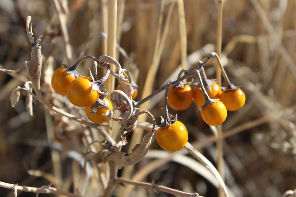 silverleaf nightshade from Otero County, US-NM, US on February 03, 2023 ...