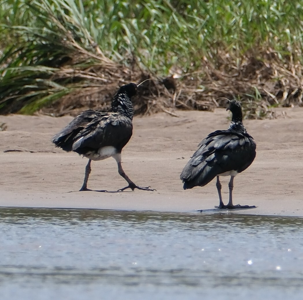 Anhima Brisson, 1760