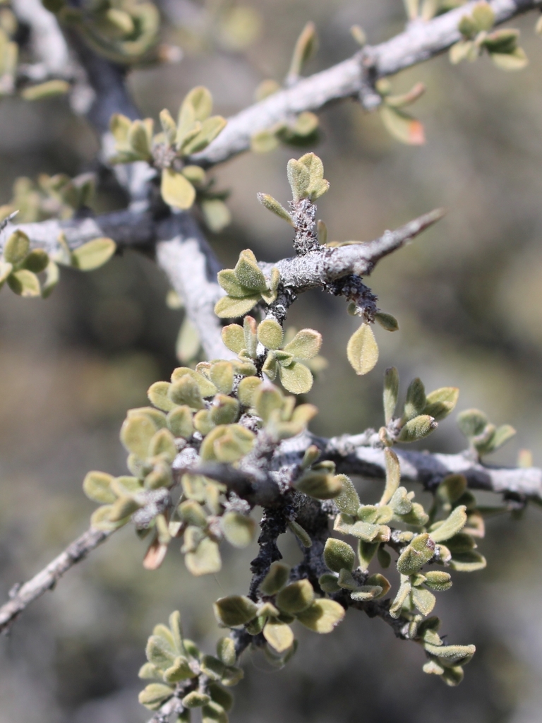 Warnock Condalia from Otero County, US-NM, US on February 03, 2023 at ...
