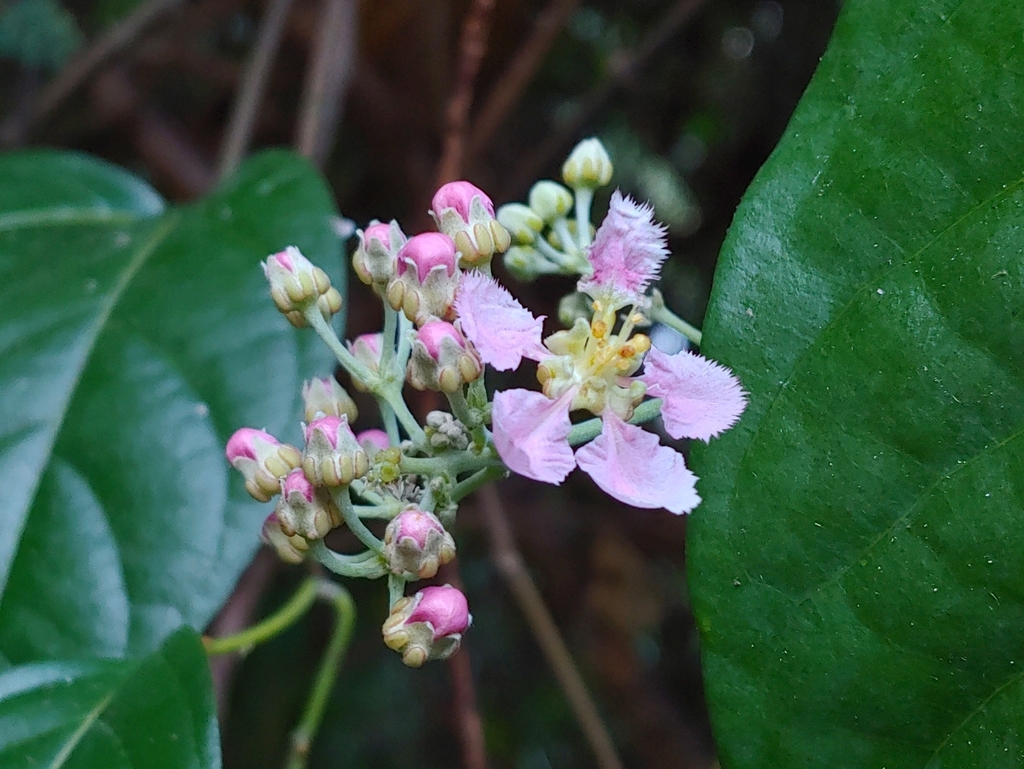Caapi (Banisteriopsis caapi) - Botanical Realm