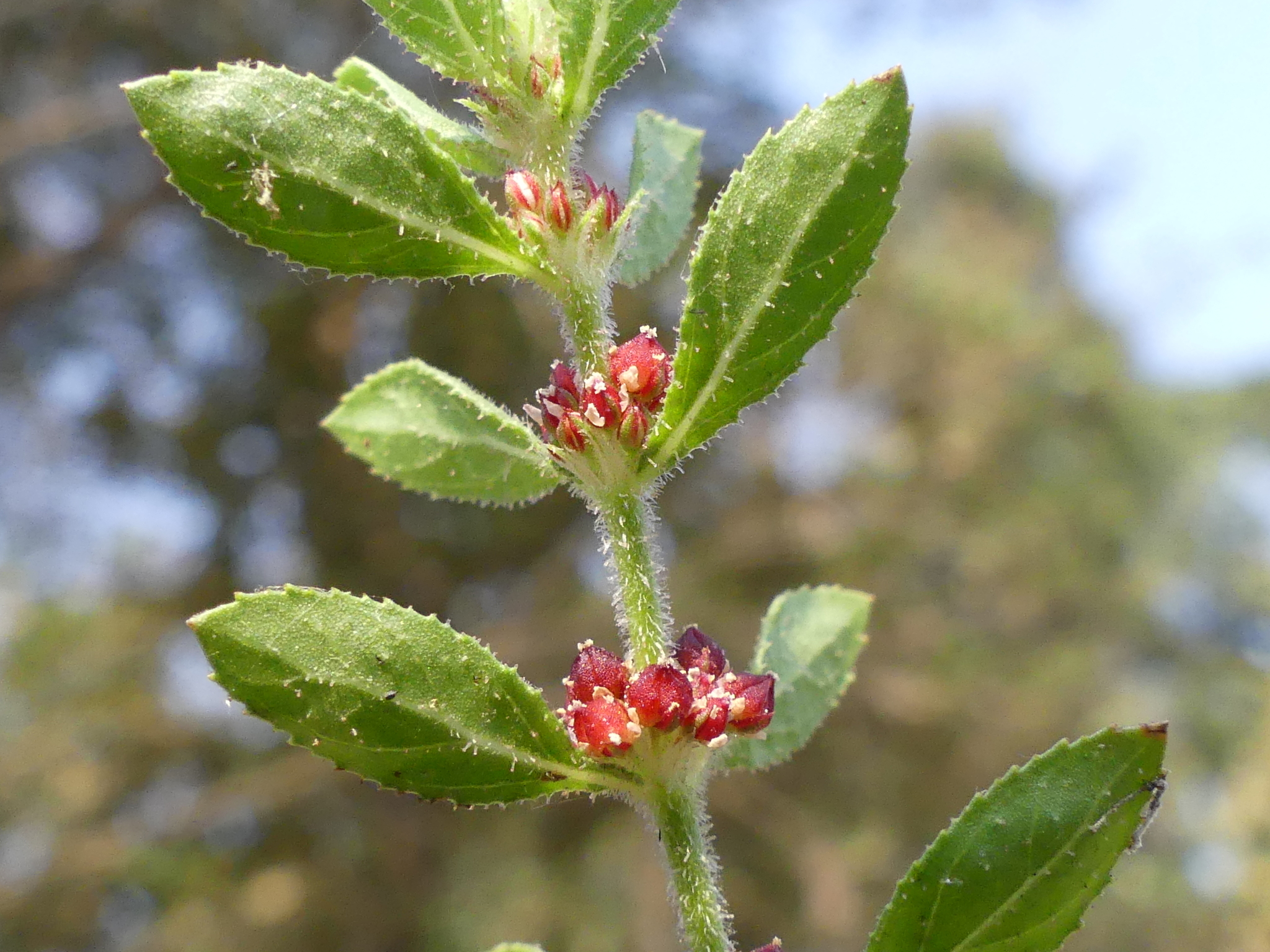 Bergia ammannioides Roxb.