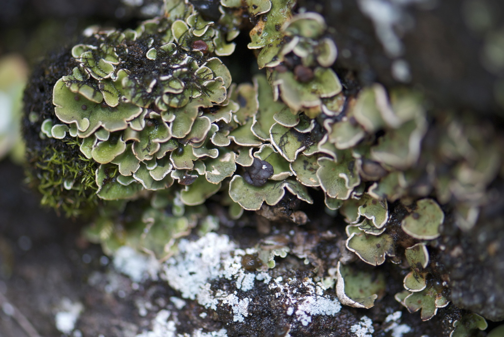 Butterfly Scale Lichen (Lichens of the U.S.A pt. 2) · iNaturalist