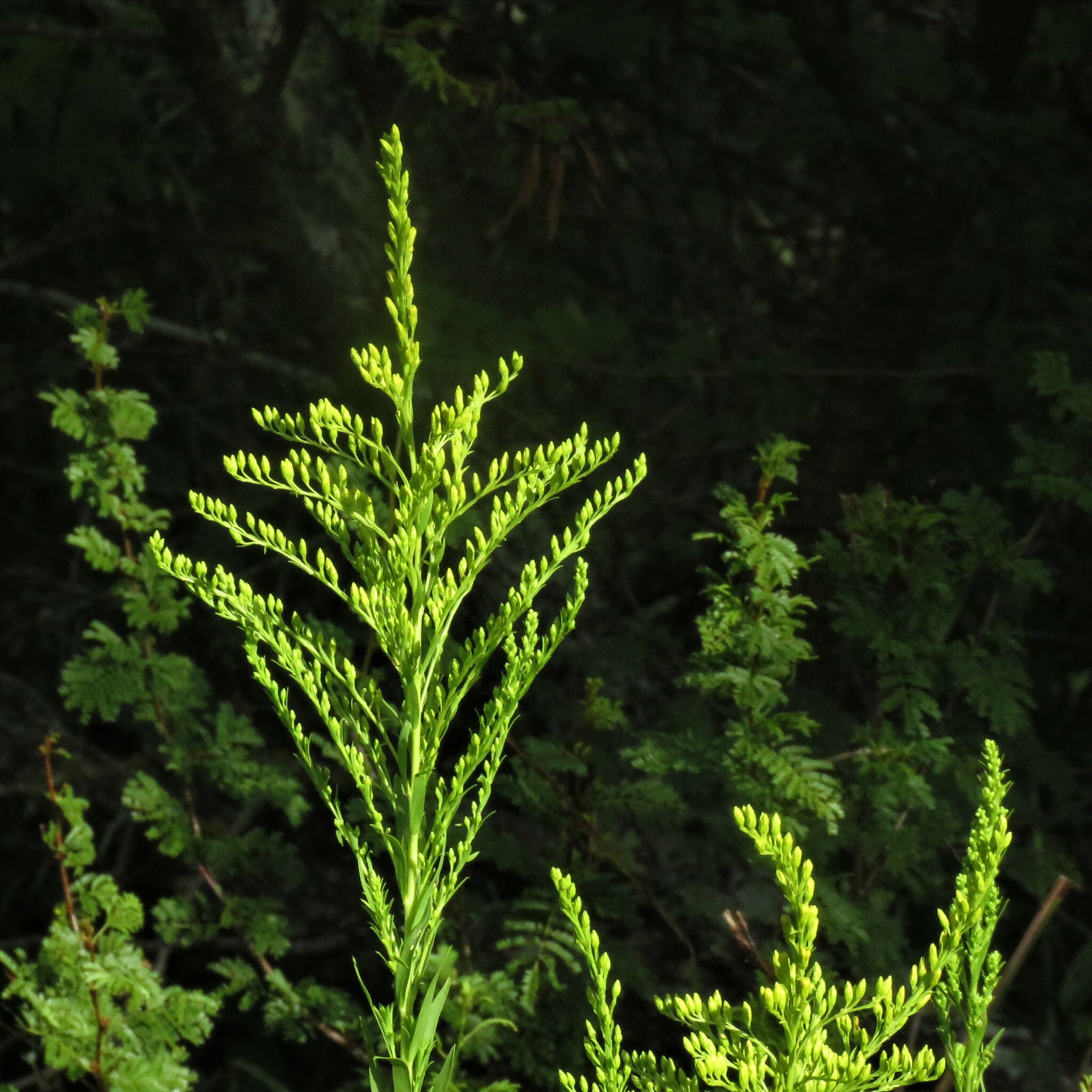Solidago chilensis Meyen