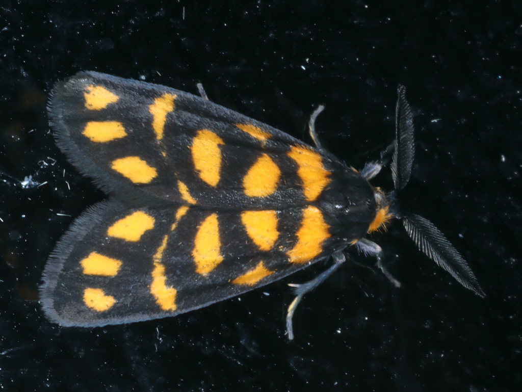 Lydia Lichen Moth from Rosedale NSW 2536, Australia on February 04 ...
