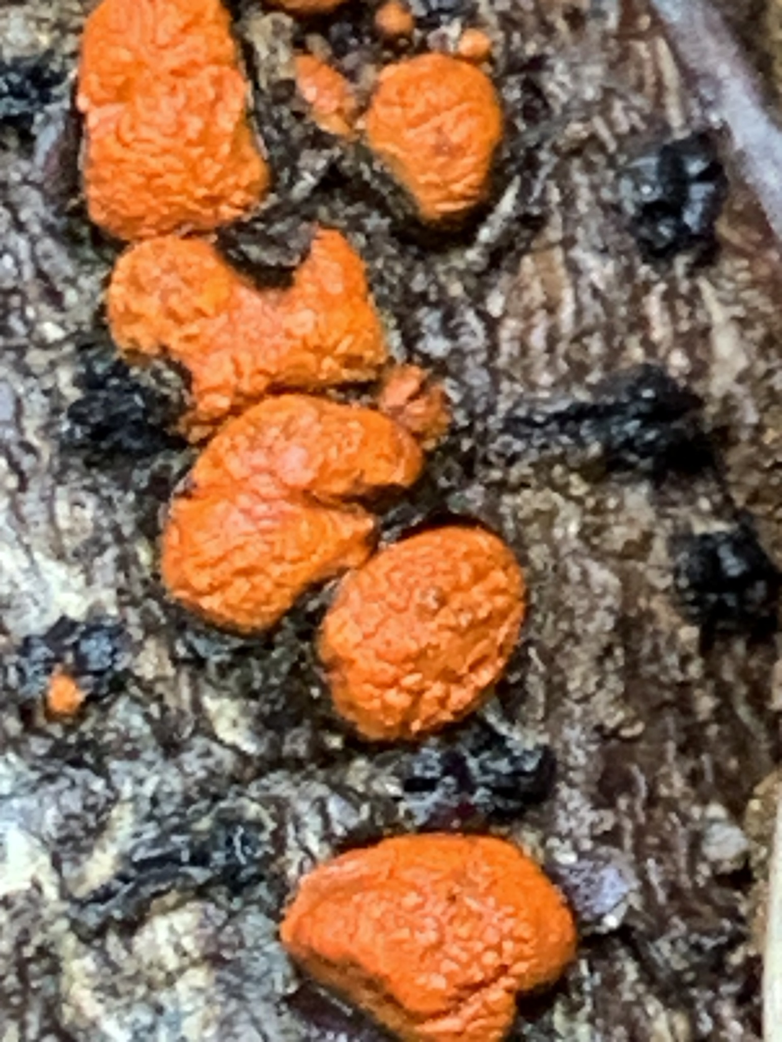 Amphilogia Gryzenh., H.F.Glen & M.J.Wingf., 2005