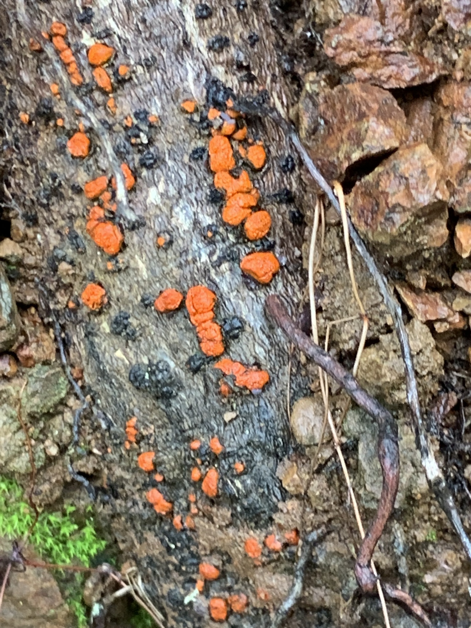 Amphilogia Gryzenh., H.F.Glen & M.J.Wingf., 2005