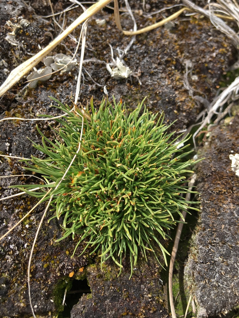 Stout Dwarf Broom from Mount Aspiring National Park, Mount Aspiring ...