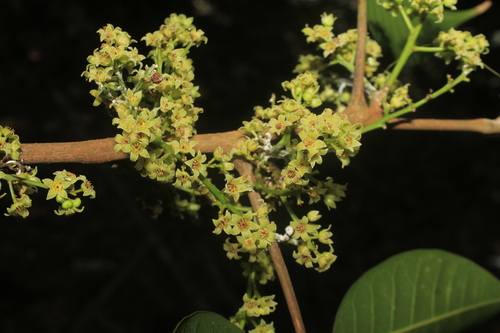 Protium llanorum · iNaturalist