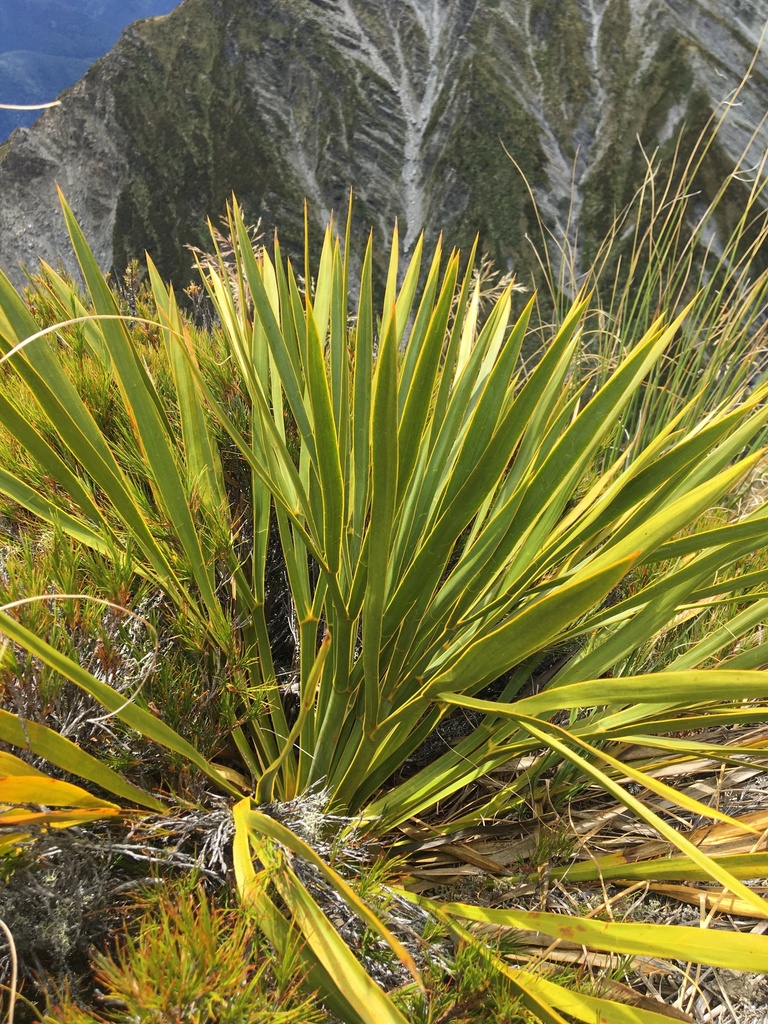 Aciphylla horrida from Mount Aspiring National Park, Mount Aspiring ...