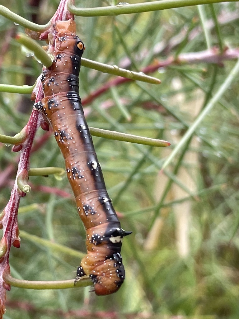 Pink-bellied Moth from Frankston South, VIC, AU on February 04, 2023 at ...