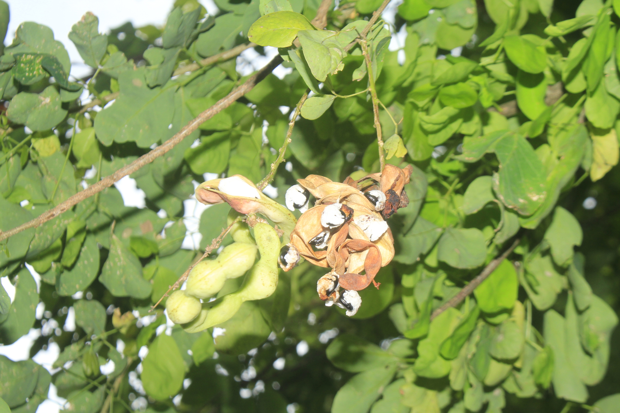 Pithecellobium dulce (Roxb.) Benth.