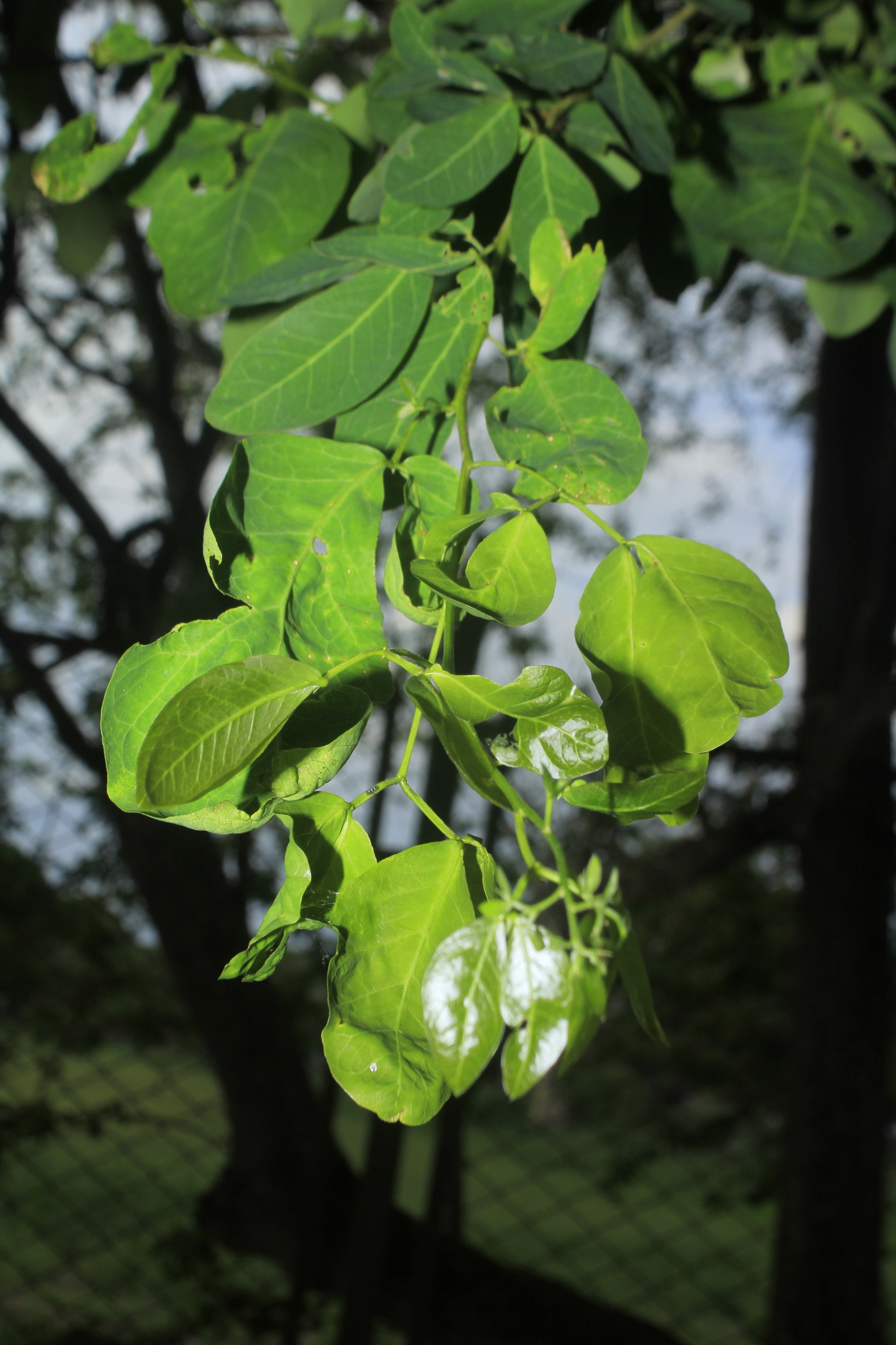 Pithecellobium dulce (Roxb.) Benth.