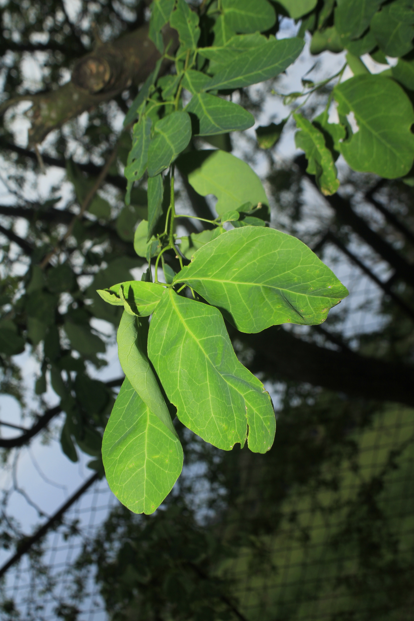 Pithecellobium dulce (Roxb.) Benth.