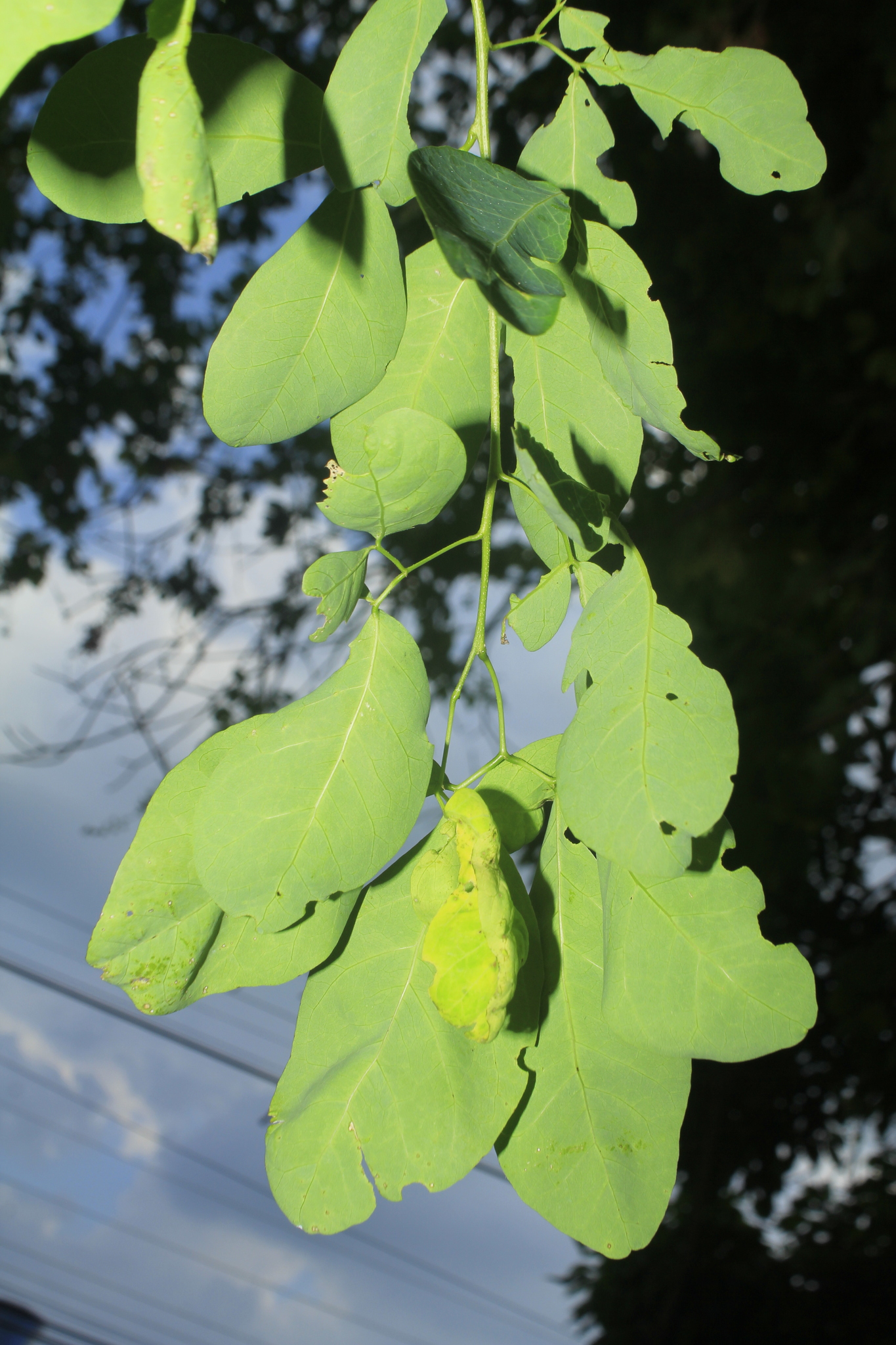 Pithecellobium dulce (Roxb.) Benth.