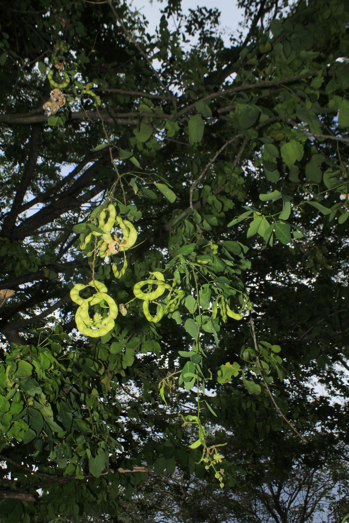 Pithecellobium dulce (Roxb.) Benth.