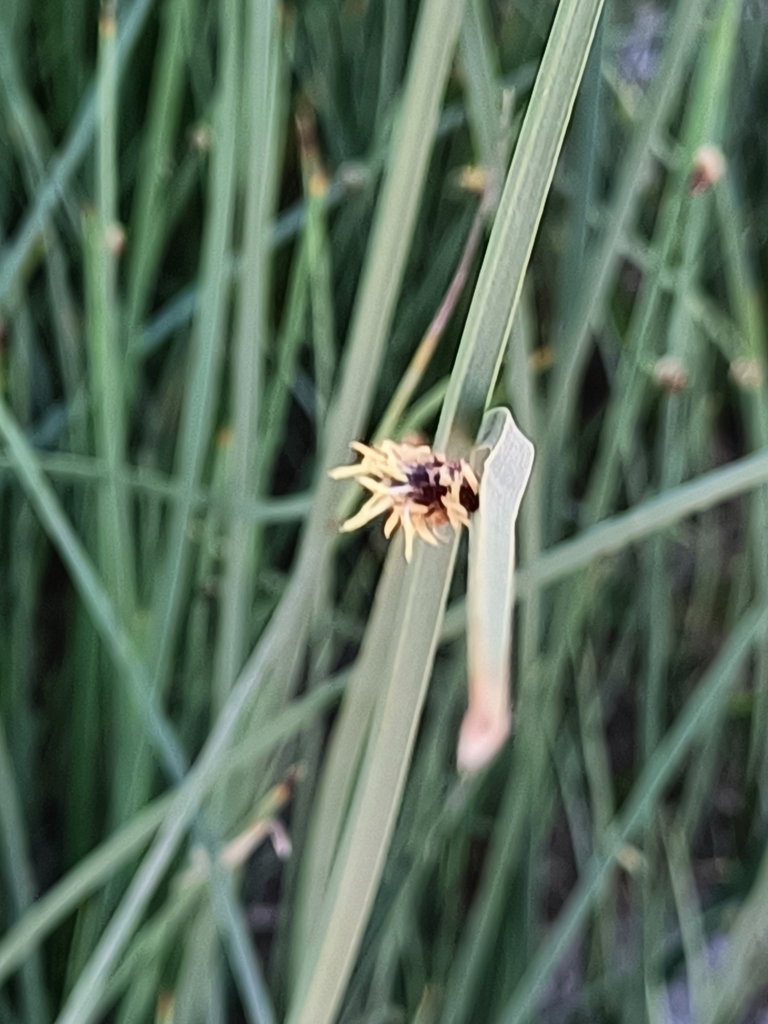 three-square bulrush from Salisbury, New Zealand on February 04, 2023 ...