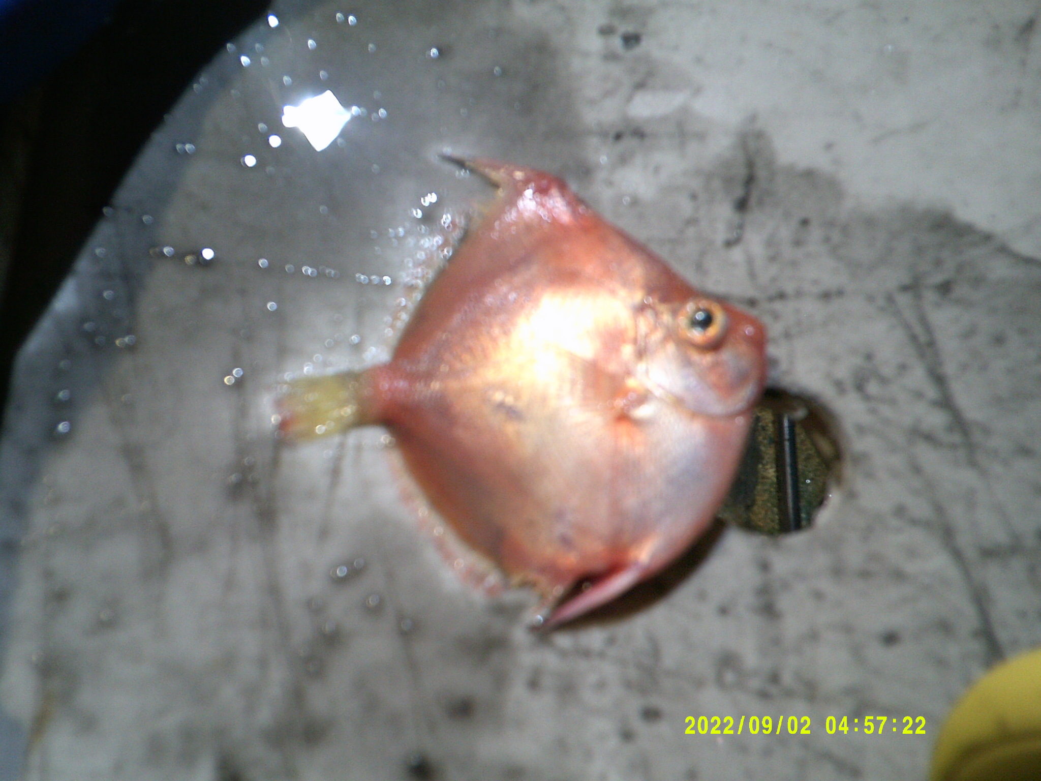 Antigonia capros Lowe, 1843