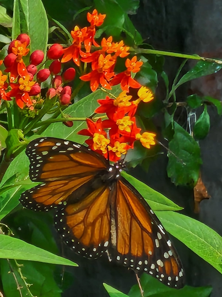 Southern Monarch from Loma Verde on February 3, 2023 by verobe999 ...