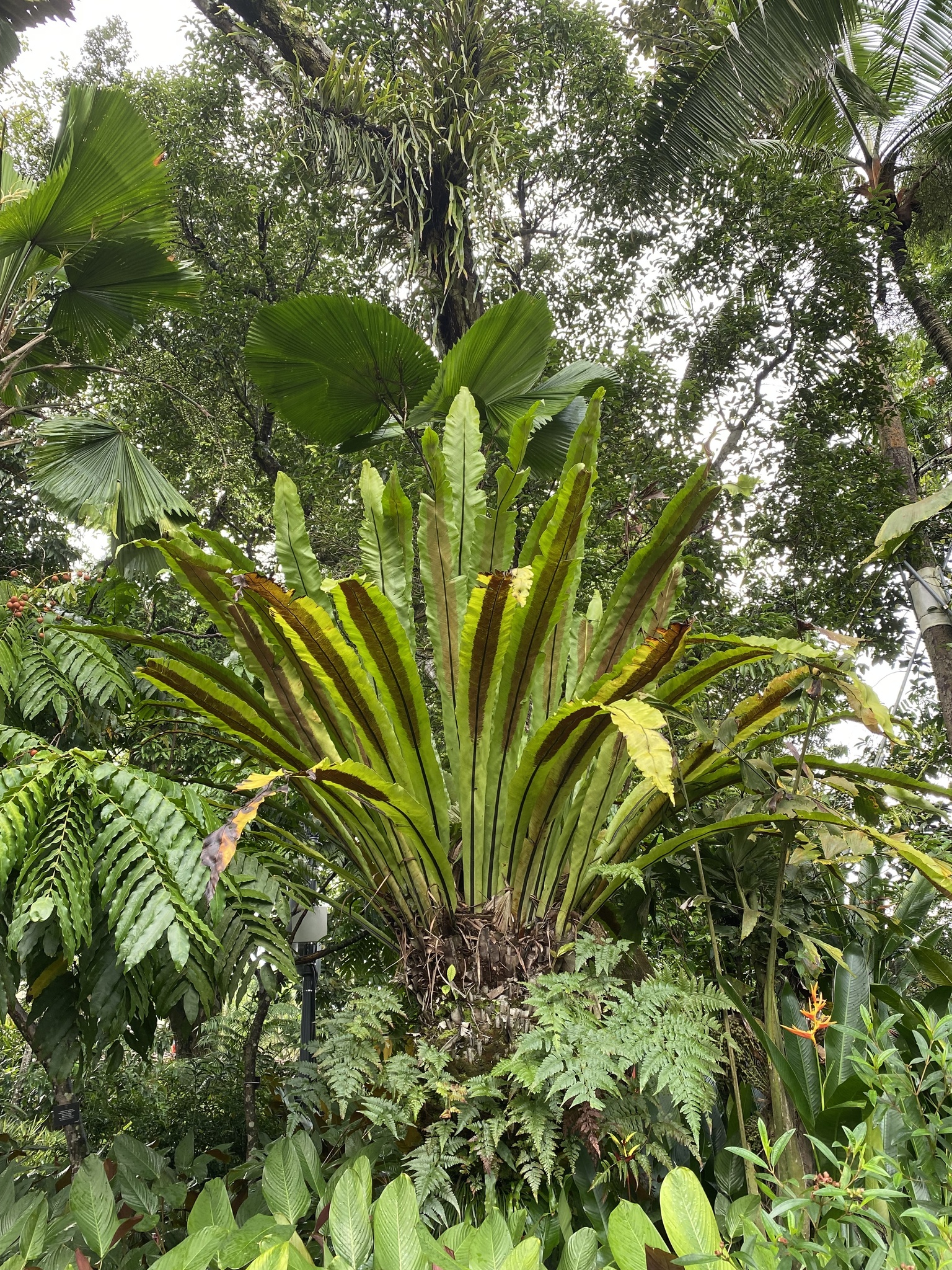 Asplenium nidus L.