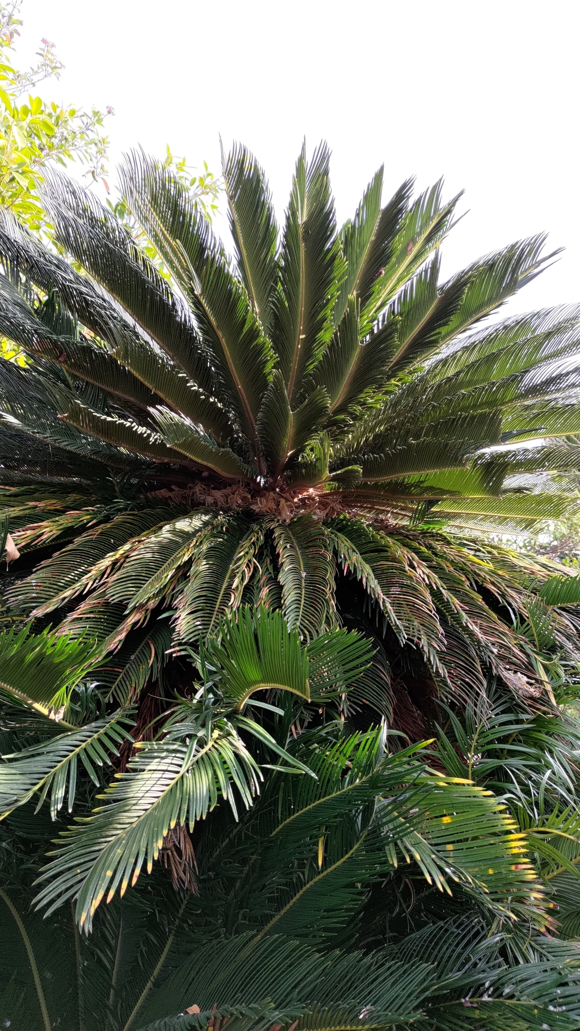 Cycas revoluta Thunb.