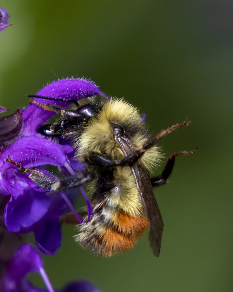 Pyrobombus from 6 miles SE of Meeker, Rio Blanco County, CO, USA on ...