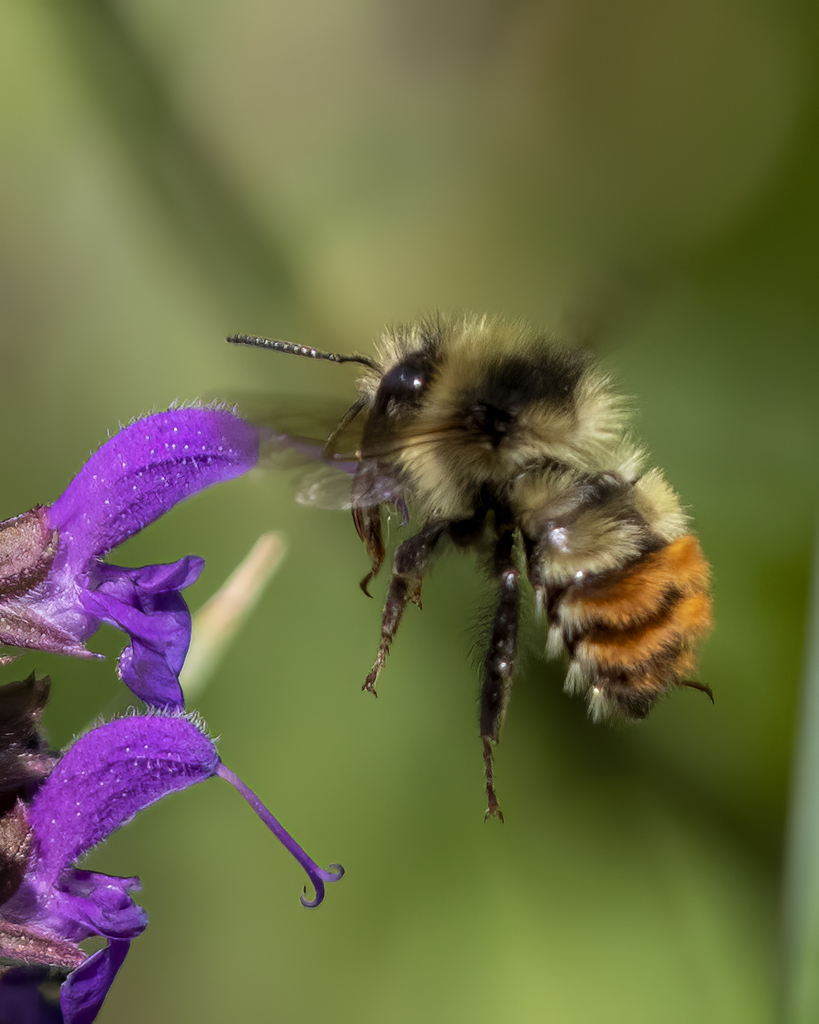 Pyrobombus from 6 miles SE of Meeker, Rio Blanco County, CO, USA on ...