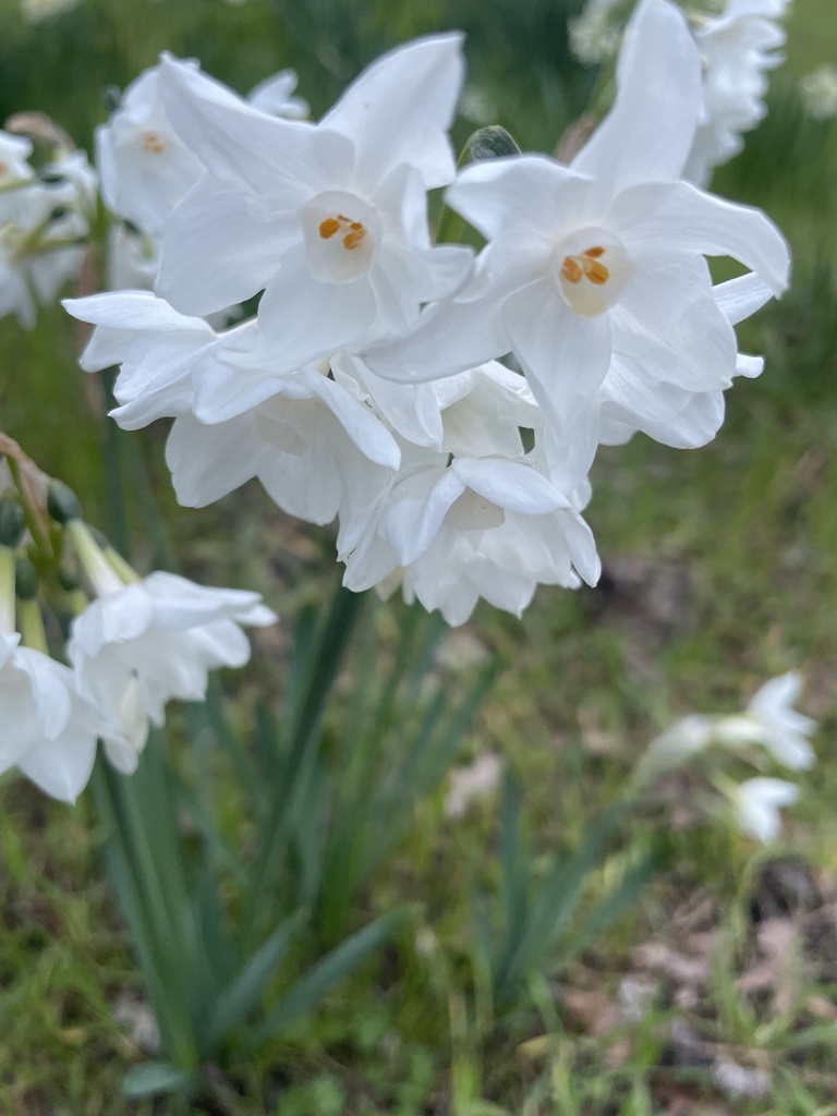 Paperwhite from Shady Ln, Glen Ellen, CA, US on February 3, 2023 at 05: ...