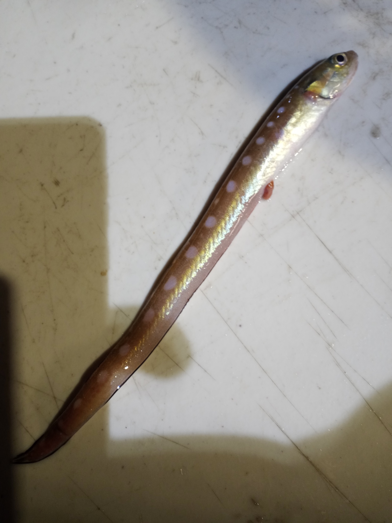 Lepophidium Gill, 1895