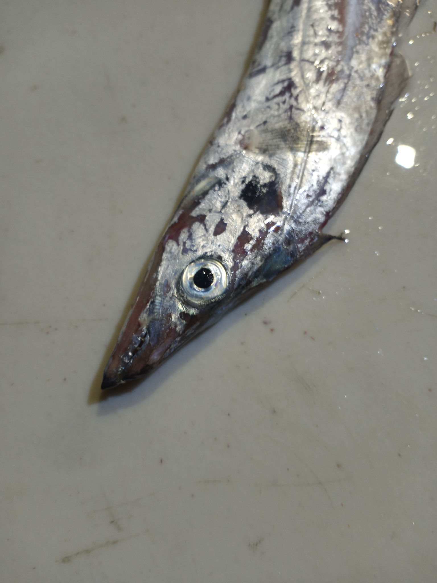 Trichiurus lepturus Linnaeus, 1758