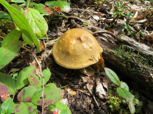 Rubinoboletus ballouii · iNaturalist