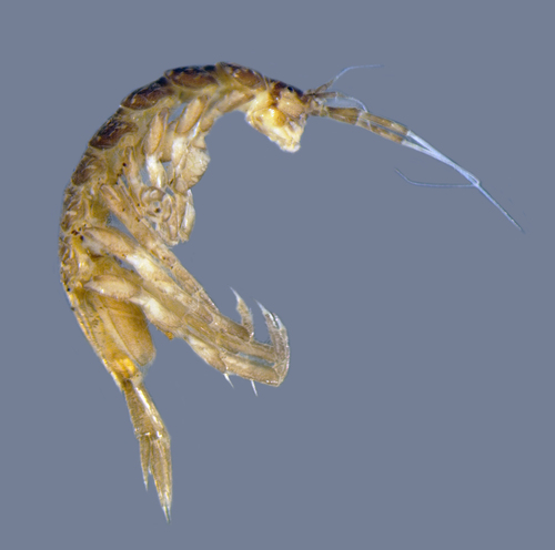 Forbes' Waterslater (Caecidotea forbesi) · iNaturalist