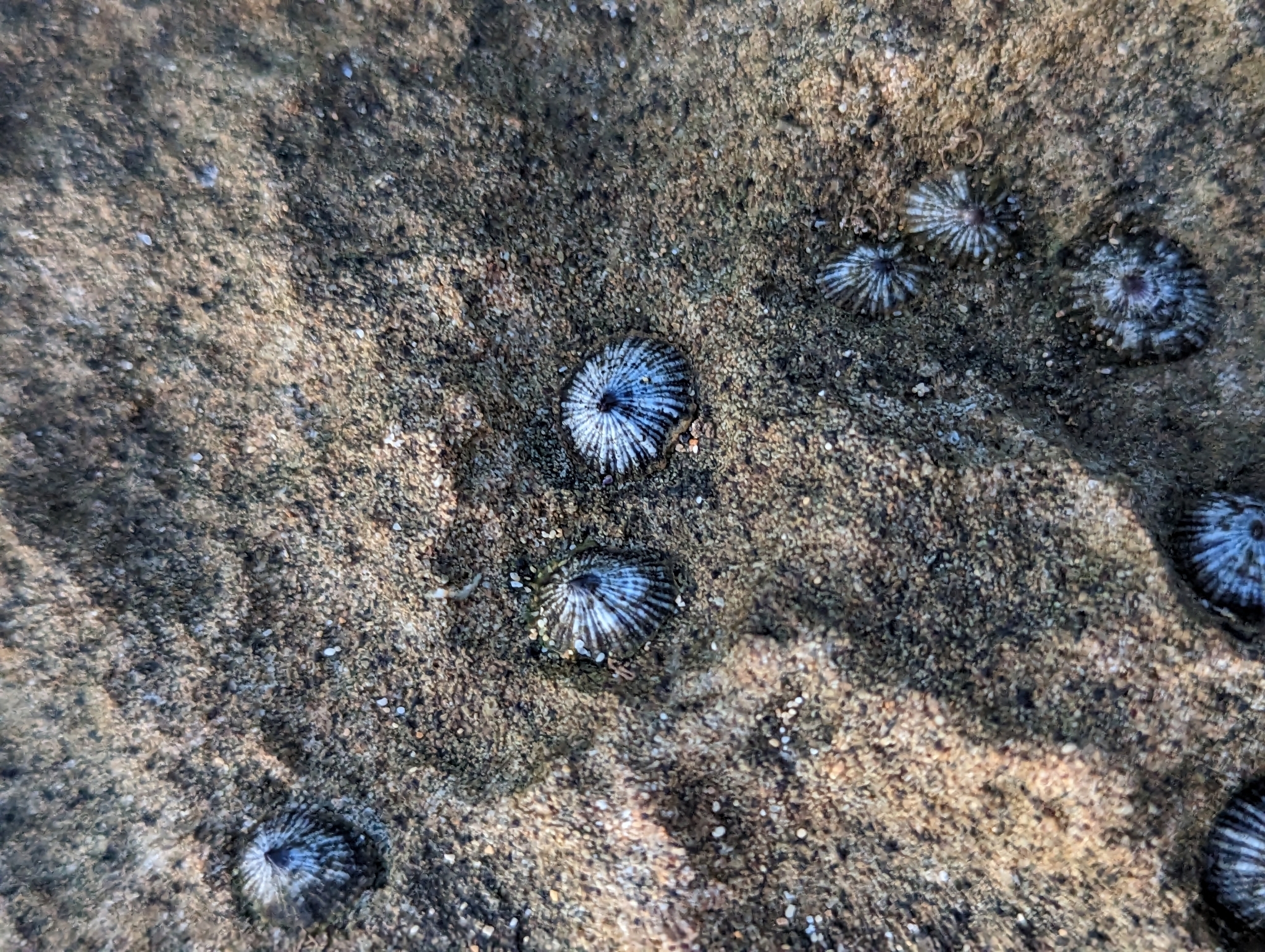Siphonaria normalis A.Gould, 1846