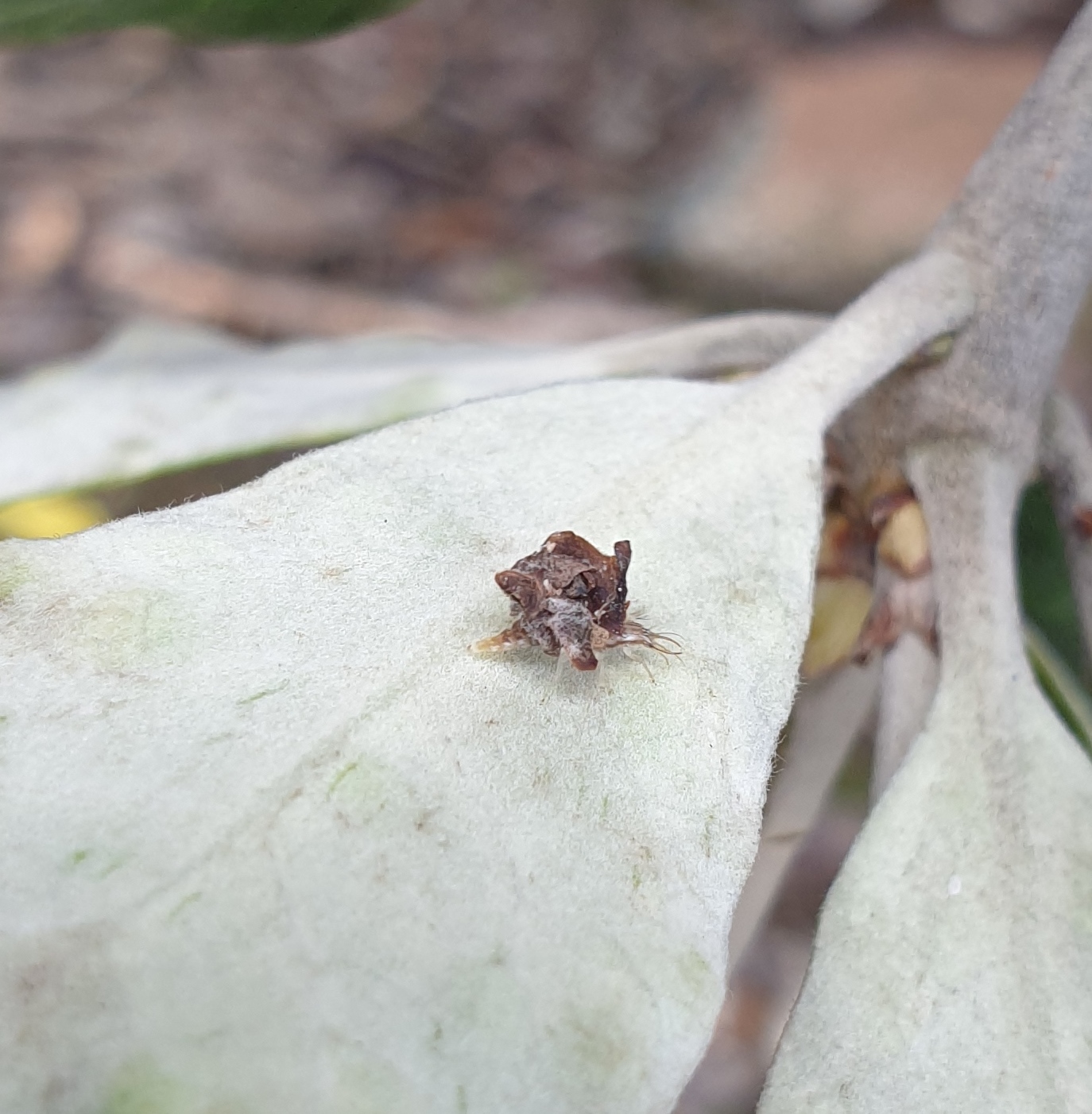 Mallada basalis (Walker, 1853)