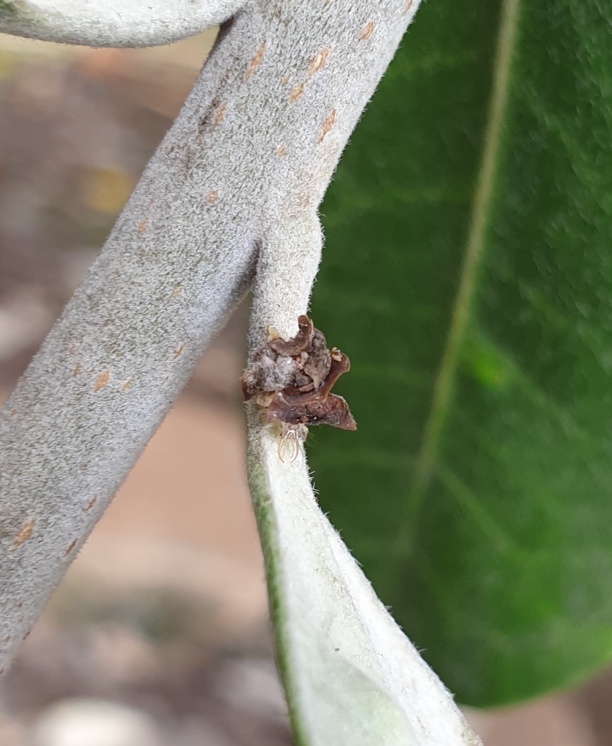Mallada basalis (Walker, 1853)