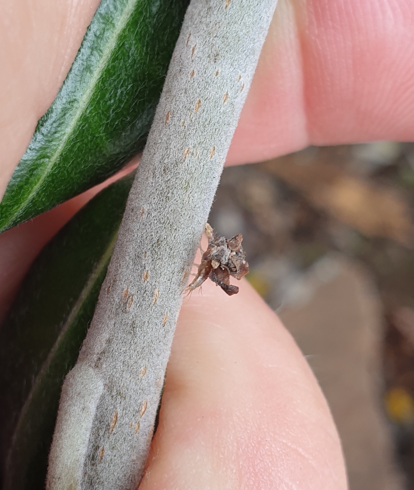 Mallada basalis (Walker, 1853)