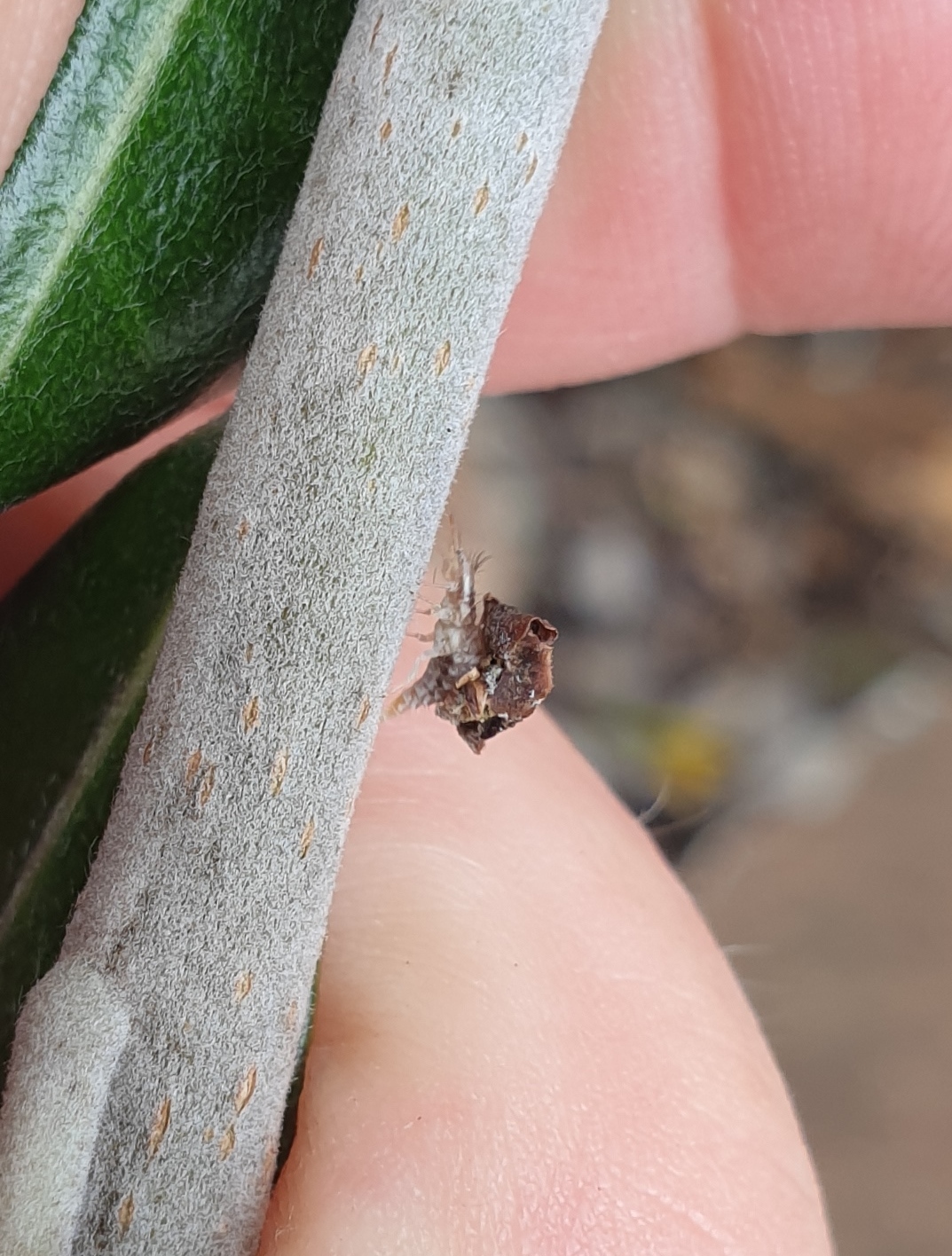 Mallada basalis (Walker, 1853)