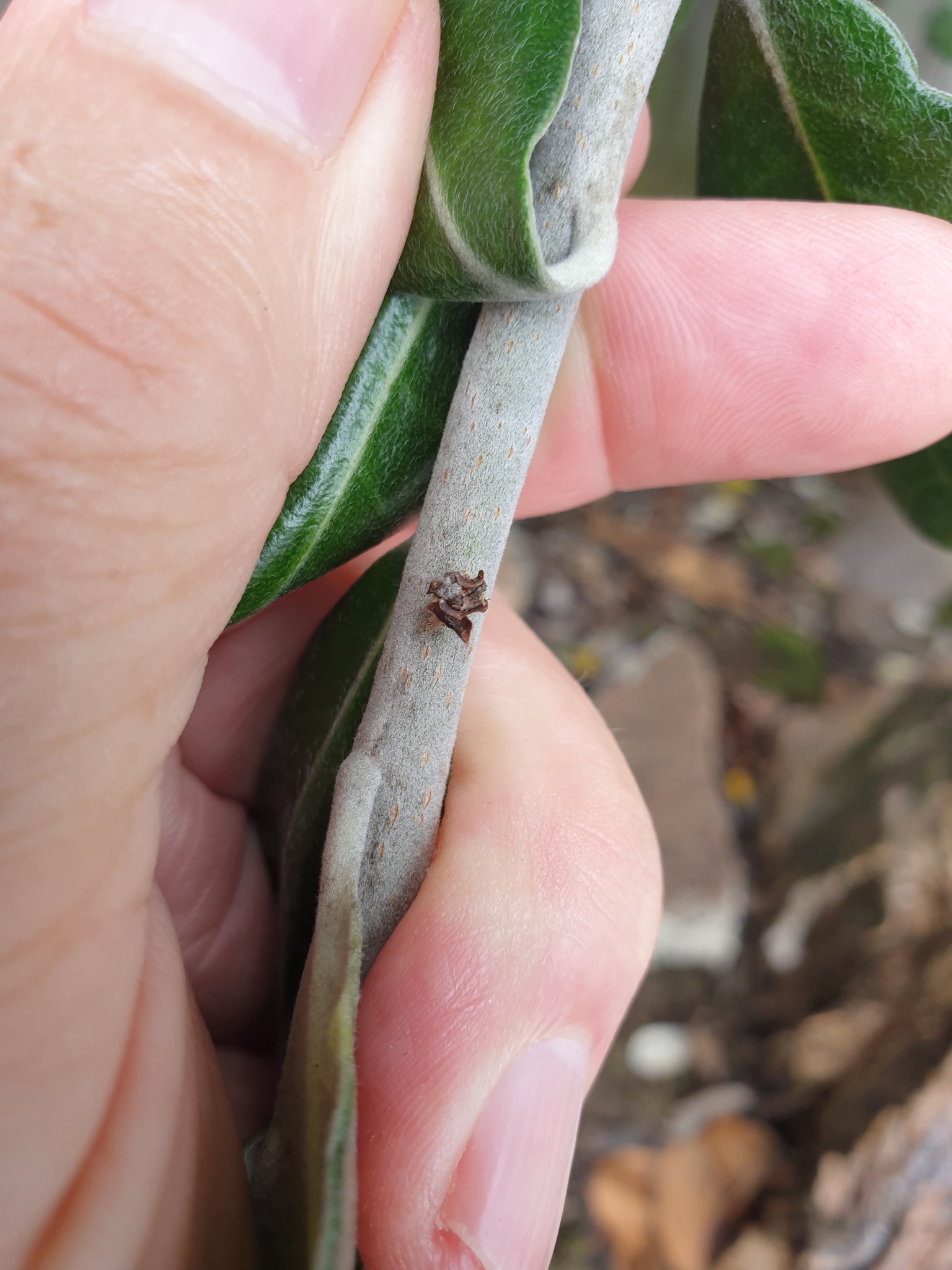 Mallada basalis (Walker, 1853)