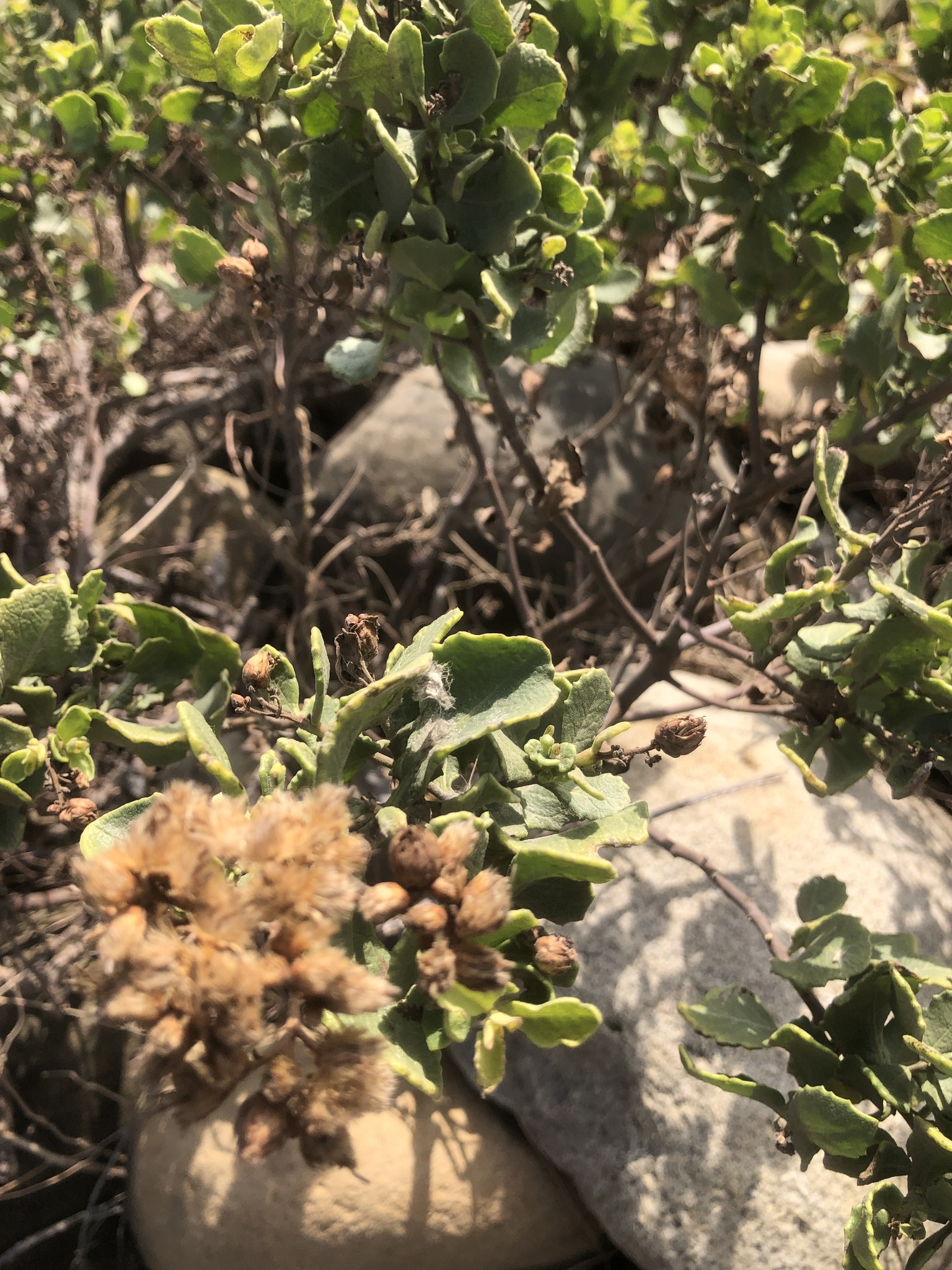 Pluchea indica (L.) Less.