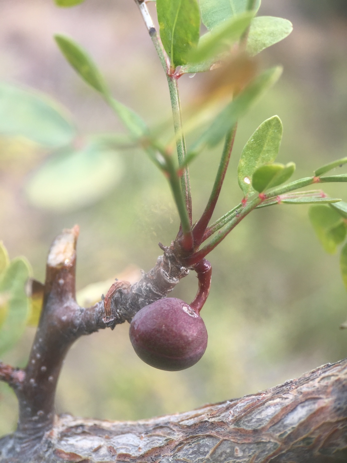 Bursera fagaroides (Kunth) Engl.