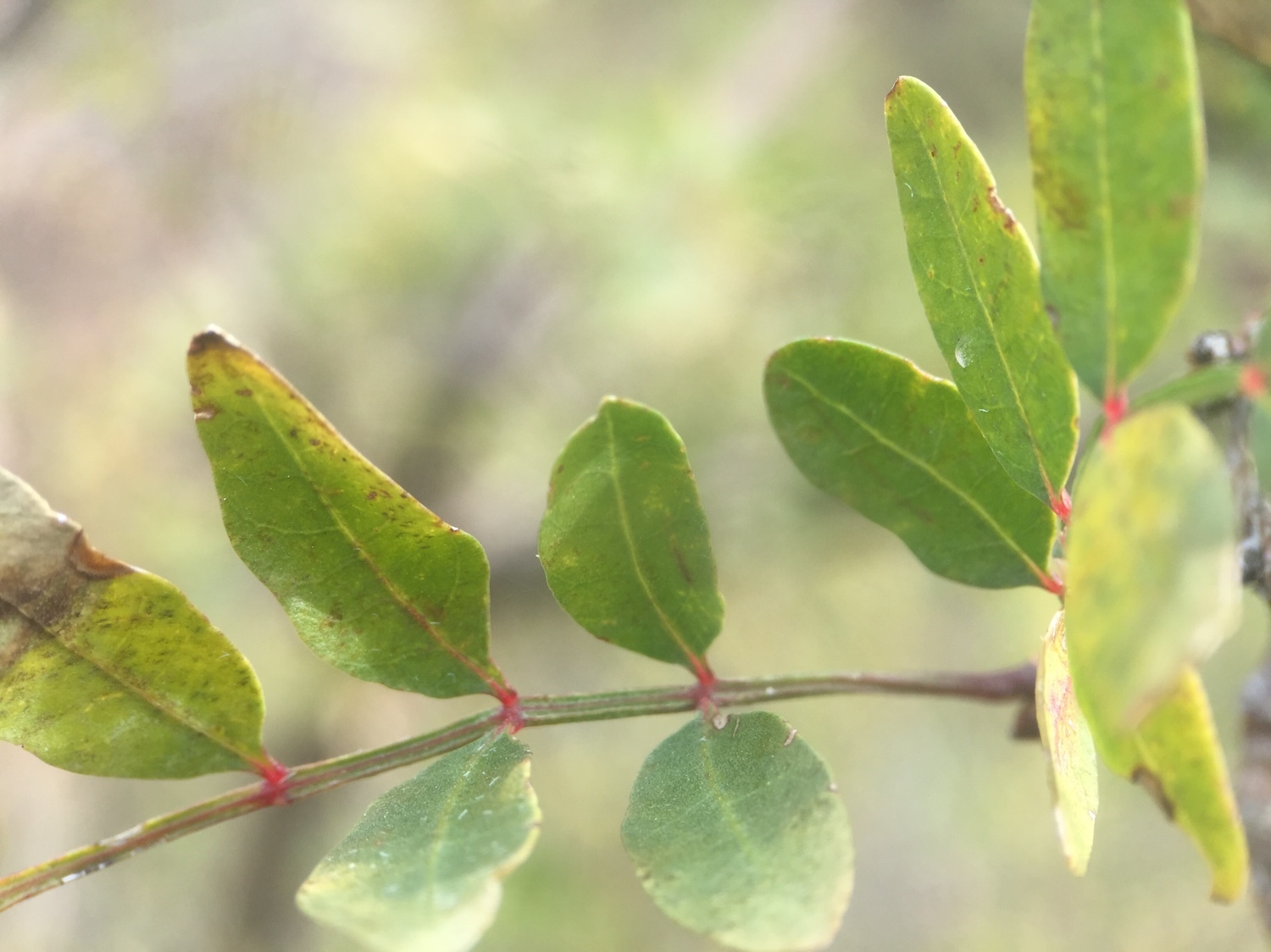 Bursera fagaroides (Kunth) Engl.