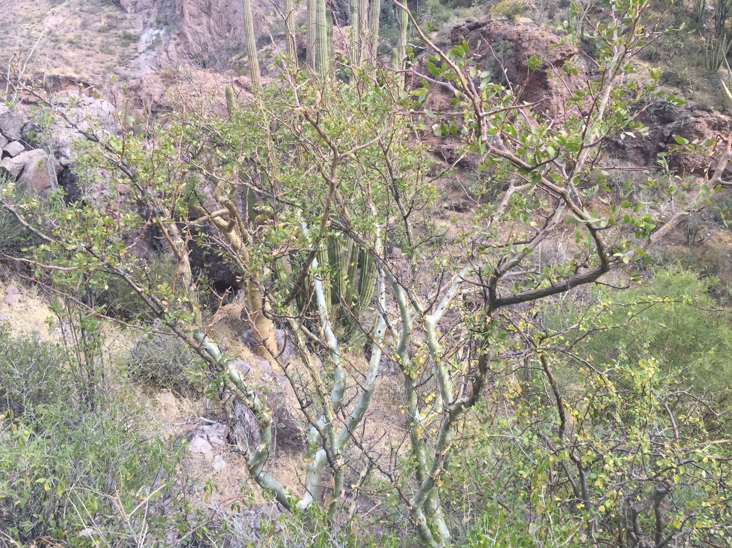 Bursera fagaroides (Kunth) Engl.