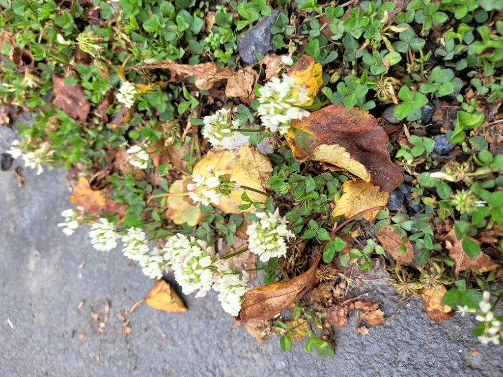 white clover from Waikato, NZ-WK, NZ on February 04, 2023 at 01:30 PM ...